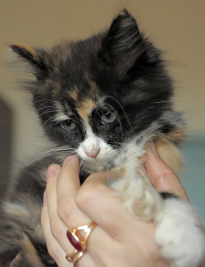 465 Tri Color Kitten Stock Photos - Free & Royalty-Free Stock Photos ...