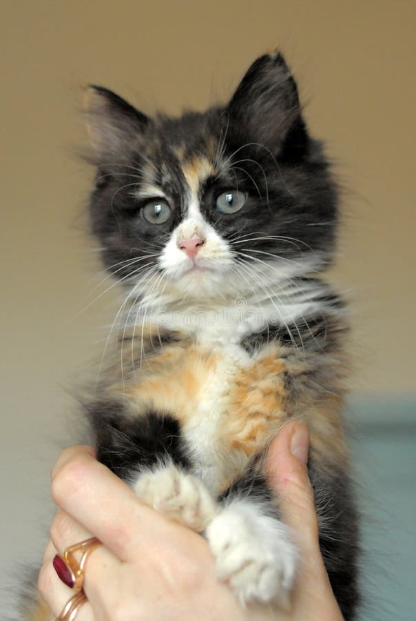 Fluffy Tri-color Kitten in Hand Stock Photo - Image of home, ears ...