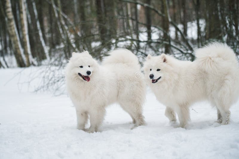 Beautiful Fluffy Two Samoyed White Dogs is in the Winter Forest Stock ...