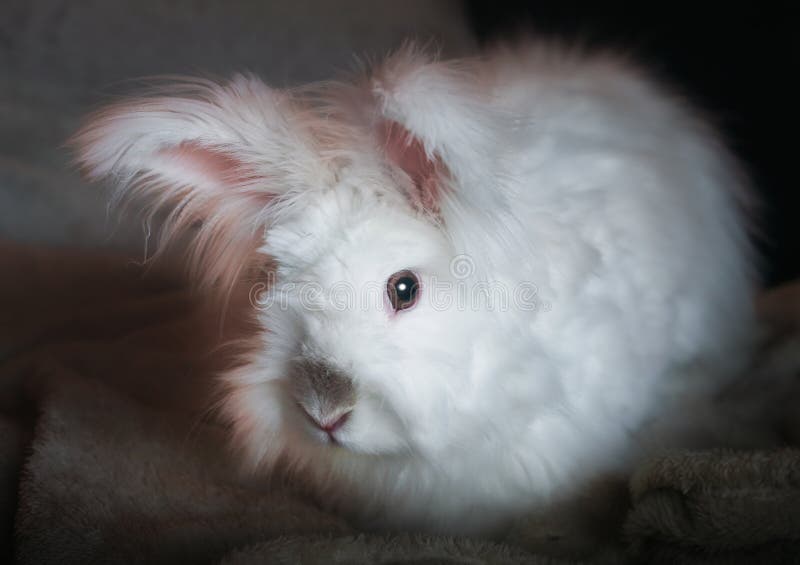 Fluffy White Angora Rabbit stock photo. Image of wool - 297998640