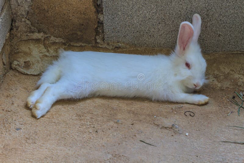 Beautiful Fluffy White Rabbit Stock Photo - Image of bunny, field: 53365150
