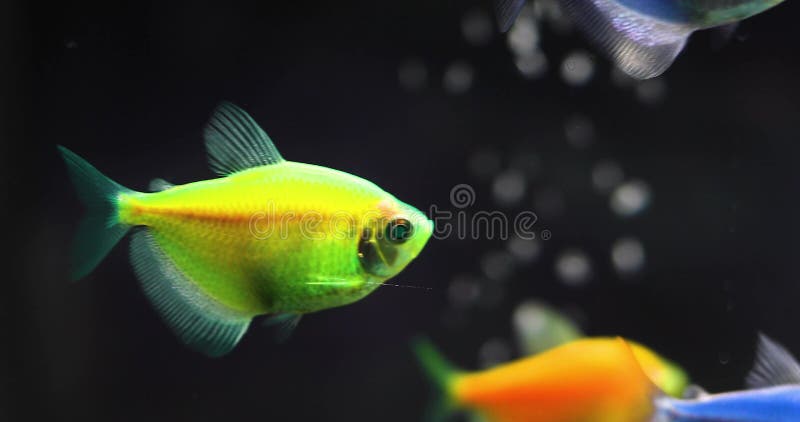 Beautiful Fluorescent Fish in an Aquarium Stock Footage - Video of deep ...