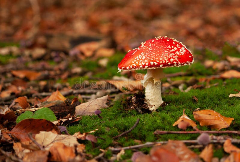 Beautiful Fly Agaric Red with White Dots in the Forest Stock Image ...
