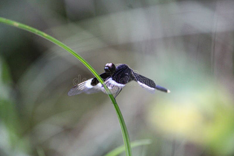 Beautiful fly stock photo. Image of butterflys, sitting - 339375490