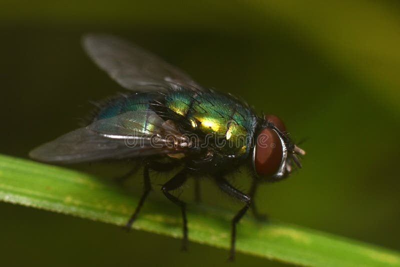 Beautiful Fly Close-up in the Nature. Macro Shot Stock Image - Image of ...