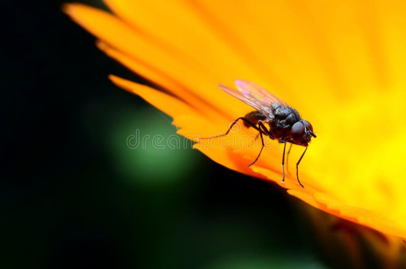 Beautiful fly on flower stock image. Image of flower - 92904285