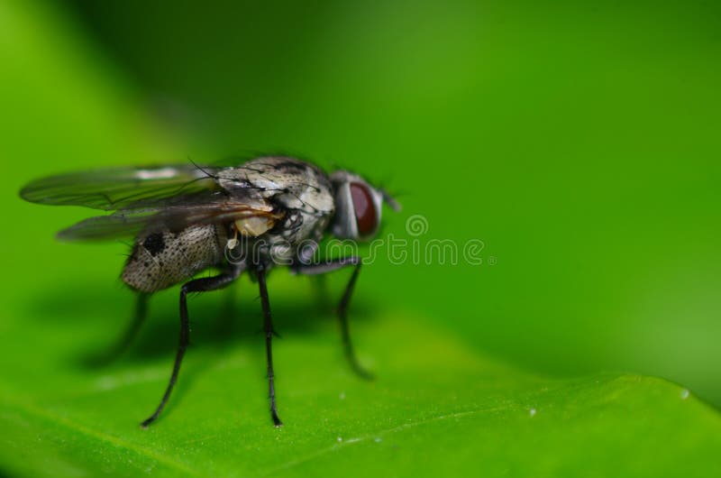 Beautiful Fly on the Green Leaf Stock Image - Image of awesome, green ...