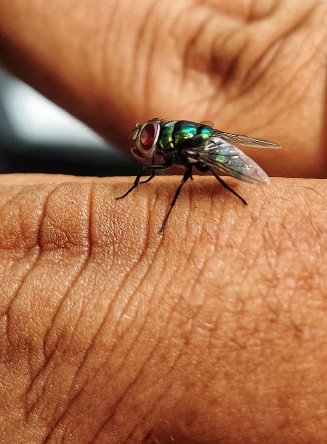 A Beautiful Fly on Hand with Red Eyes and Colourful Fly Stock Photo ...