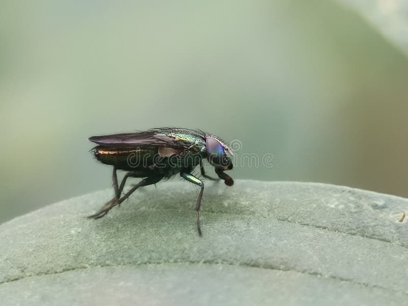Beautiful Fly with Rainbow Eyes Stock Photo - Image of pest, flower ...