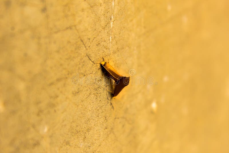 Beautiful fly on a wall stock image. Image of beautiful - 170082513