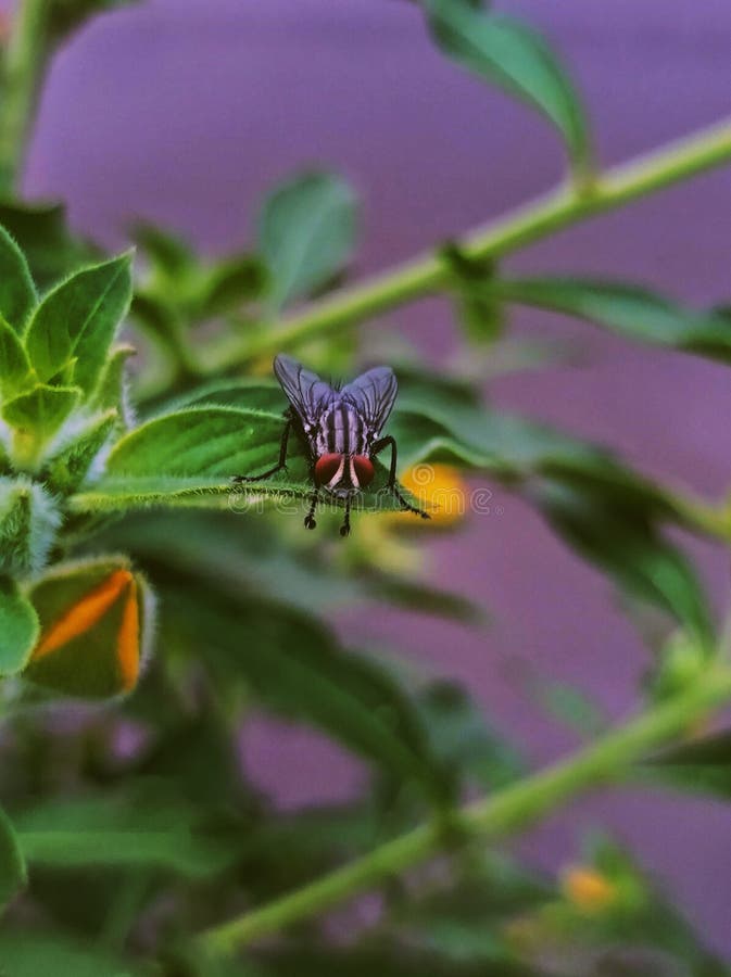 Beautiful Fly Stand on Piece of Leaf Stock Photo - Image of beautiful ...