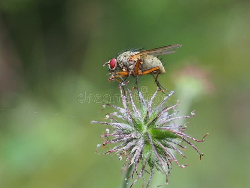 Beautiful Fly , Visibly Feels Comfortable in the Forest Stock Photo ...