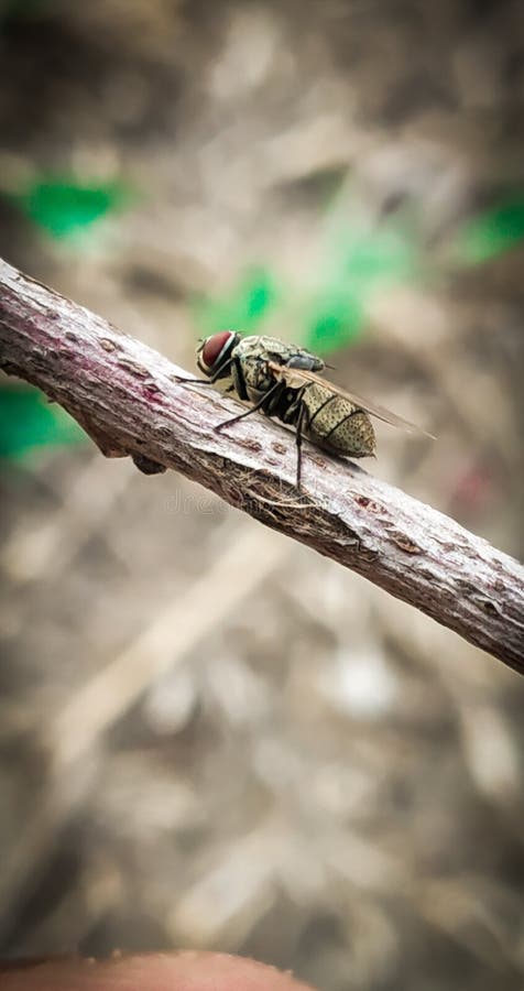 Beautiful Fly Wallpepar stock image. Image of stage - 189157257