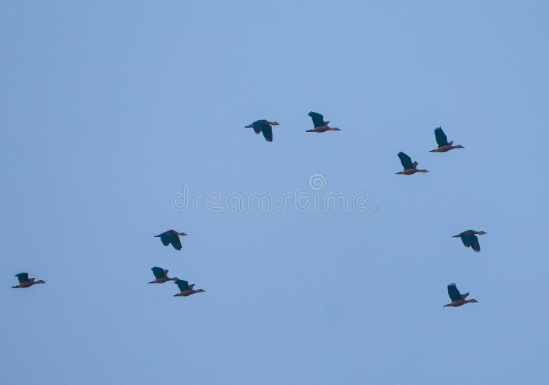 The Beautiful Flying Birds. Stock Photo - Image of birds, beautiful ...