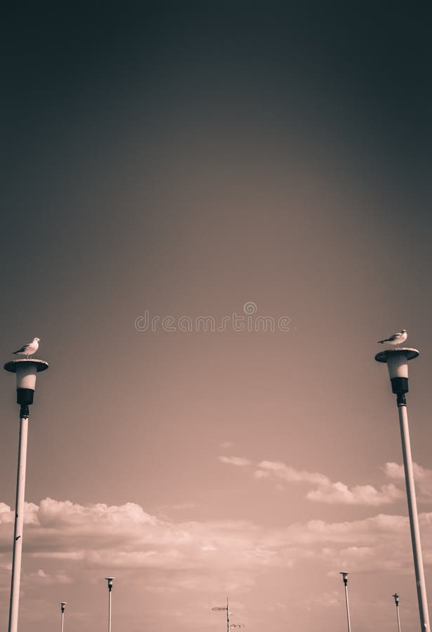 Beautiful flying horizon stock photo. Image of person - 261298772