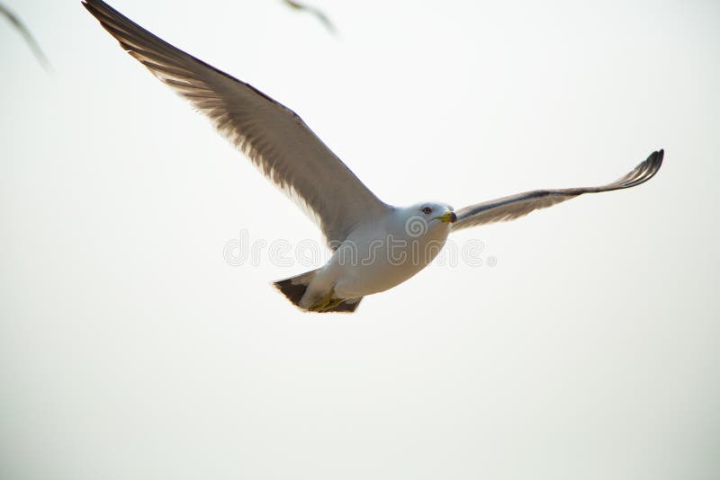 Beautiful Flying Posture of Birds Stock Image - Image of asia, animals ...