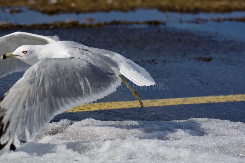 Beautiful seagull stock photo. Image of beach, white - 145721560