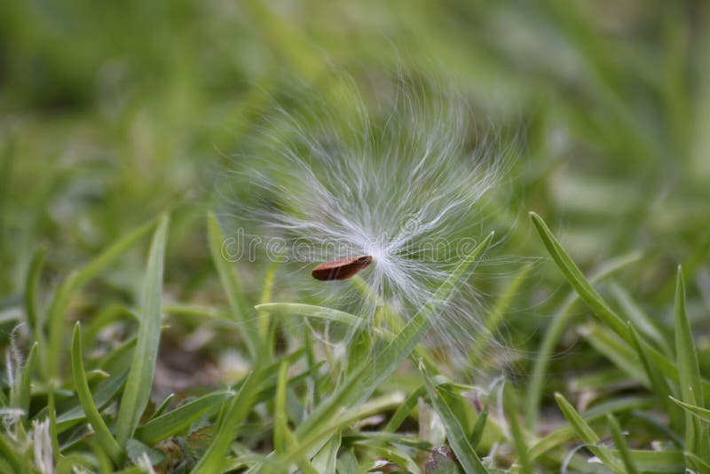 Flying seed stock photo. Image of green, freedom, natural - 30639662