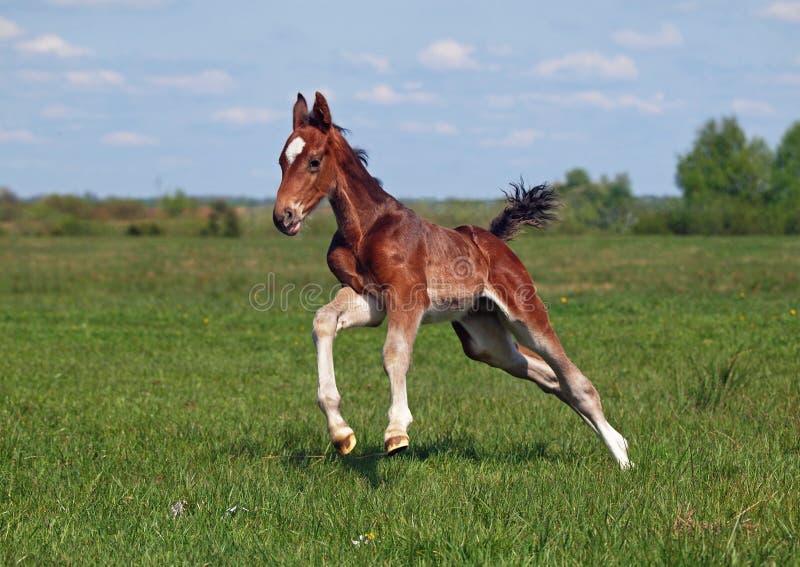 Beautiful Foal Galloping at the Field Stock Image - Image of meadow ...