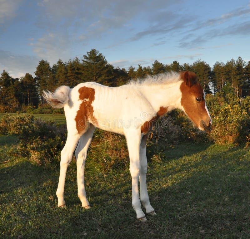 Beautiful Foal in the New Forest Stock Image - Image of animal, grass ...