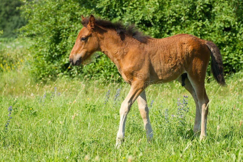 Beautiful foal stock image. Image of beauty, mammal, ranch - 38782169