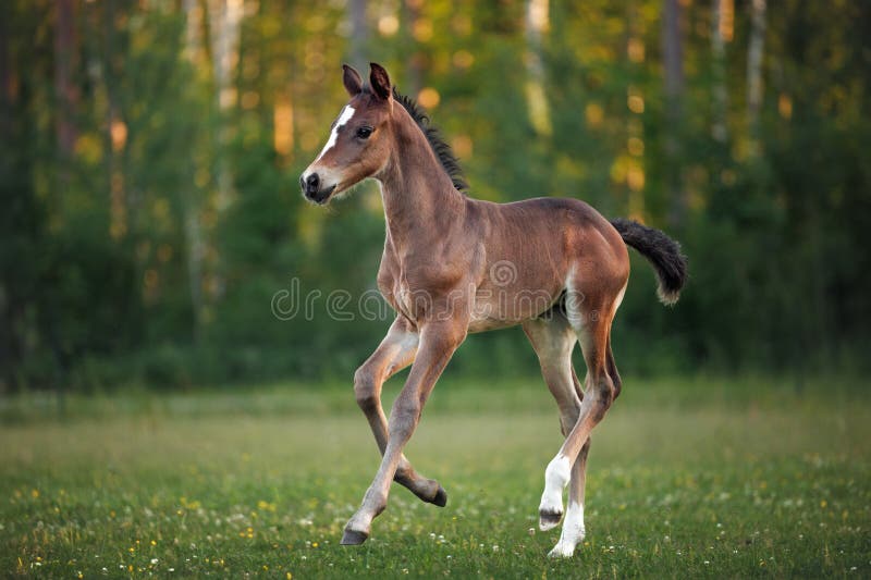 Beautiful Brown Foal Running on a Summer Field Stock Image - Image of ...