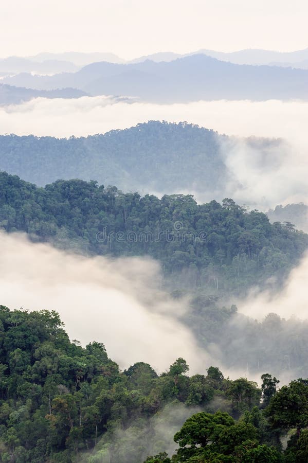 Beautiful Fog in Tropical Forest. Stock Image - Image of adventure ...
