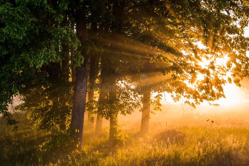 Beautiful Foggy Spring Dawn on a Field with Trees Stock Image - Image ...