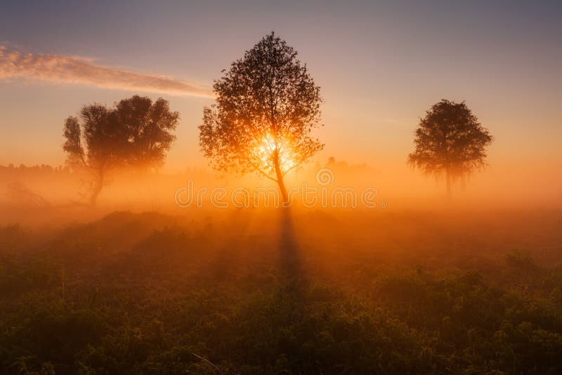 Beautiful Foggy Spring Dawn at Forest Lake. Stock Photo - Image of ...
