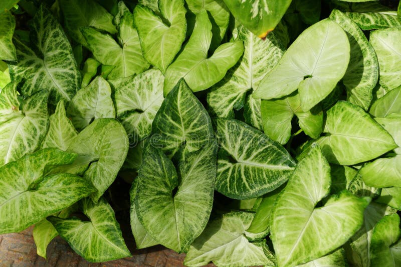 Beautiful Foliage of Lime Green Color of Caladium Stock Photo - Image ...