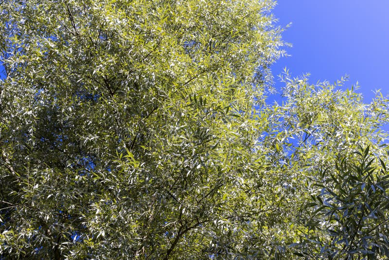 The Beautiful Foliage of the Silver Willow in Sunny Weather Stock Photo ...