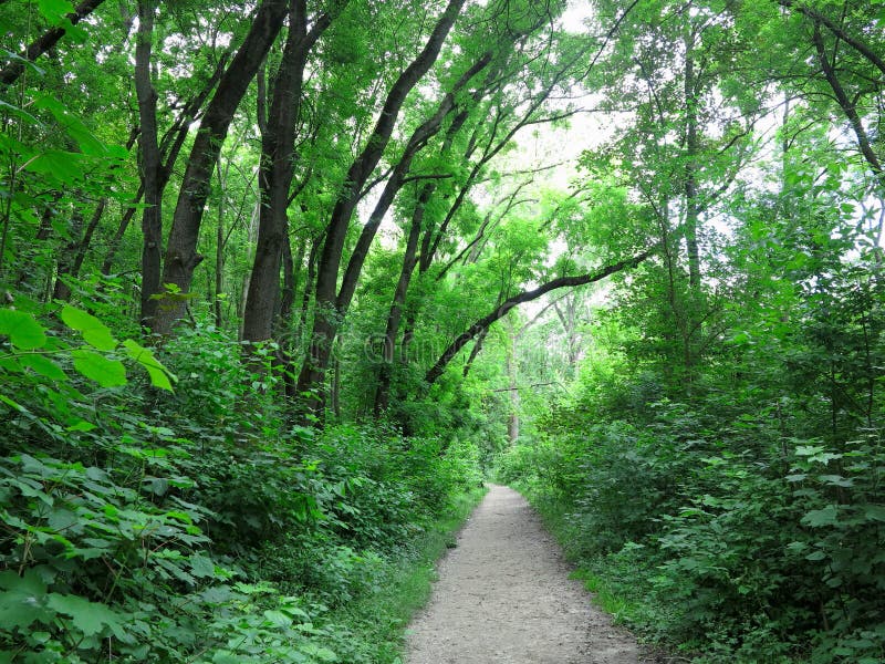 Beautiful Footpath through a Dense Green Forest in Summer Stock Photo ...