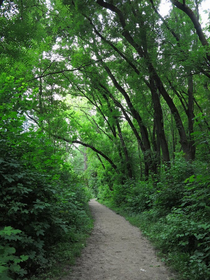 Beautiful Footpath through a Dense Green Forest in Summer Stock Image ...