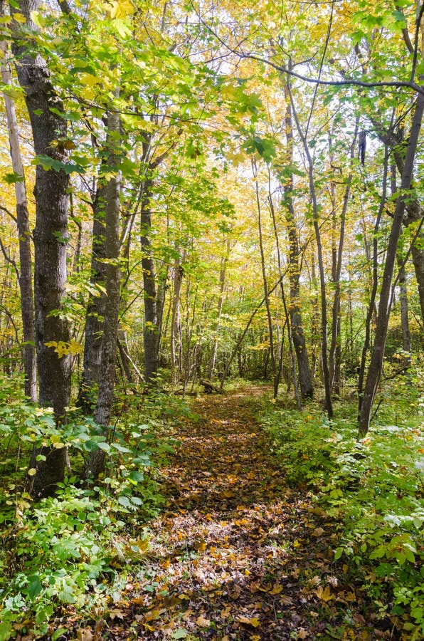 Beautiful Footpath in Scotland Stock Photo - Image of green, overcast ...