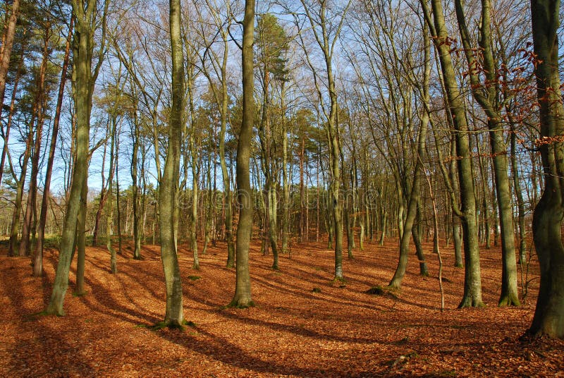 Curved forest stock photo. Image of crooked, beautiful - 17591954