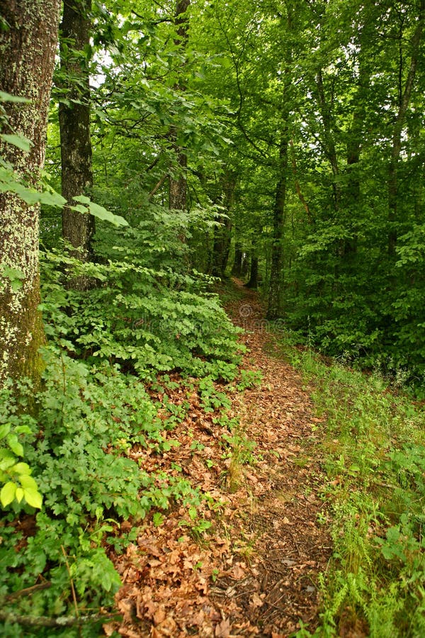 Beautiful forest stock photo. Image of inside, clearing - 5422402