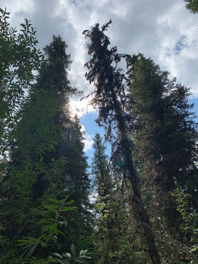 Beautiful forest of Alaska stock photo. Image of alaska - 159192900