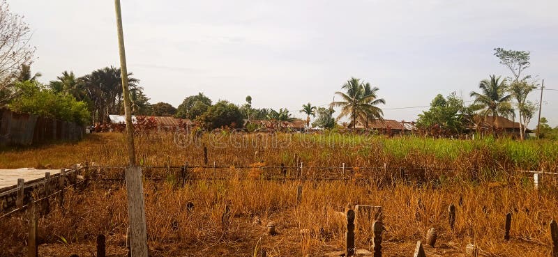 Beautiful Forest without Animals Stock Image - Image of hill, soil ...