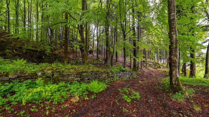 Beautiful Forest Area with Mossy Trees Stock Photo - Image of leaf ...