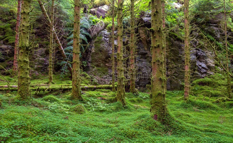 Beautiful Forest Area with Mossy Trees Stock Photo - Image of water ...