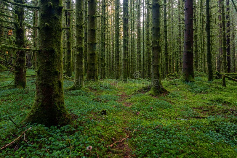 Beautiful Forest Area with Mossy Trees Stock Image - Image of autumn ...