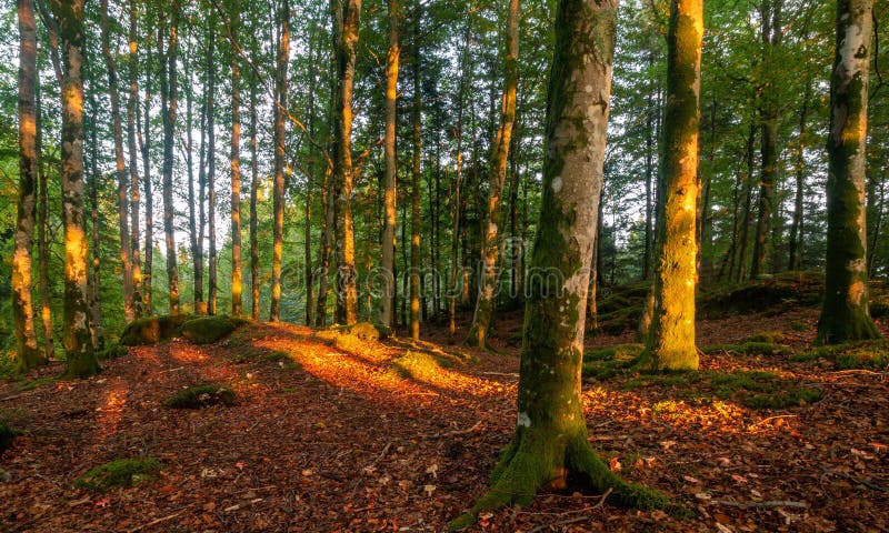 Beautiful Forest Area with Mossy Trees Stock Photo - Image of trees ...