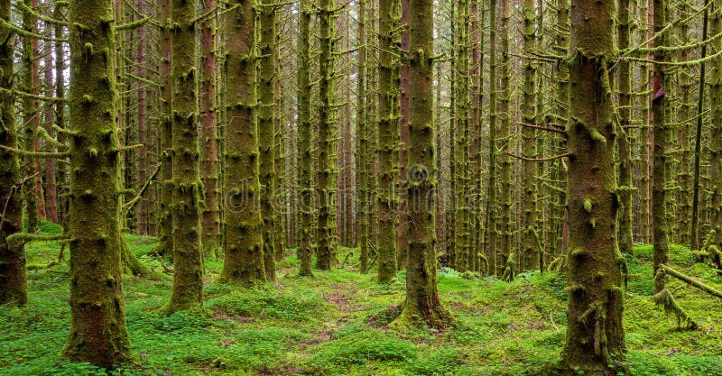 Beautiful Forest Area with Mossy Trees Stock Image - Image of grass ...