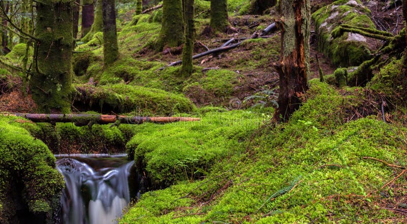 Beautiful Forest Area with Mossy Trees and a Stream Stock Photo - Image ...
