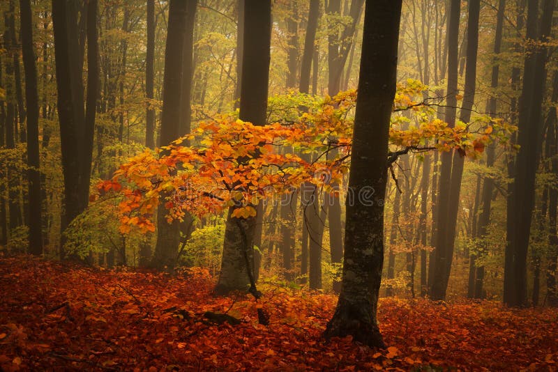 Beautiful Forest during Autumn Stock Image - Image of branch, outdoor ...