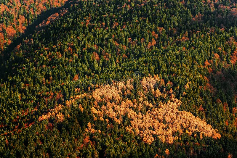 Beautiful forest in autumn stock photo. Image of outdoors - 30825674