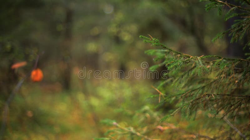 Beautiful Forest Background Pathway Illuminated by Natural Light Stock ...