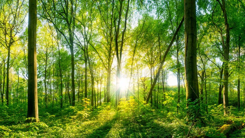 Forest stock photo. Image of spring, scenic, beautiful - 97429468