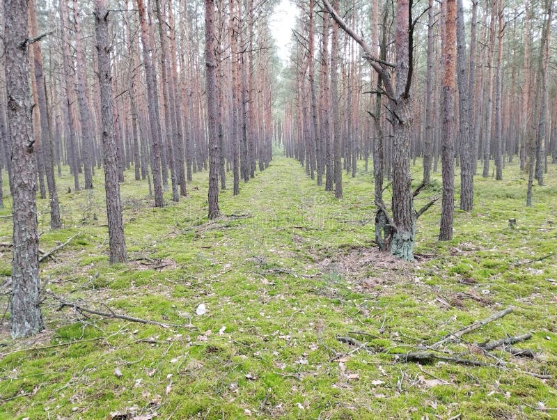 Beautiful forest stock photo. Image of corridor, wetland - 257952368