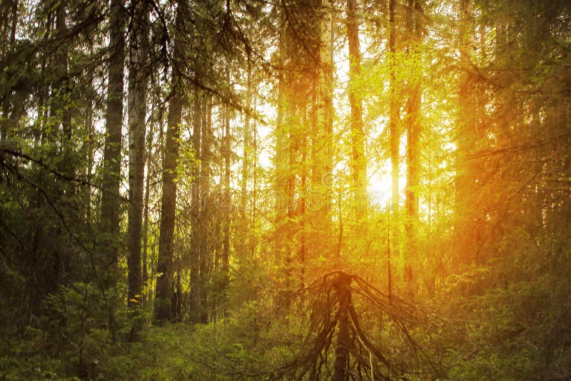 Beautiful Forest with Bright Sun Shining through the Trees Stock Image ...
